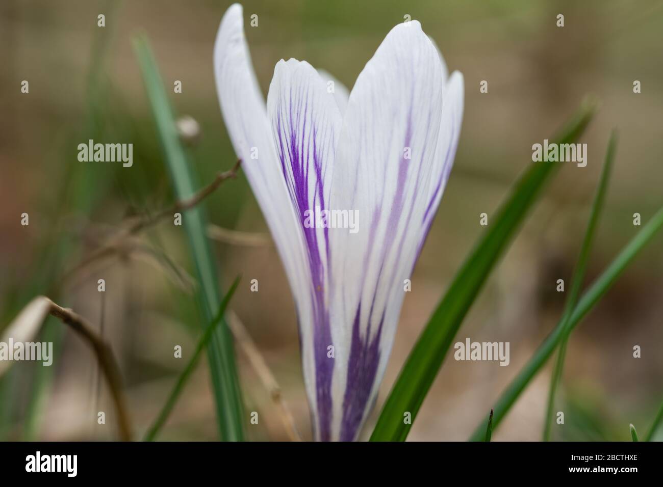 White Crocus Flowers in Bloom in Springtime Stock Photo - Alamy