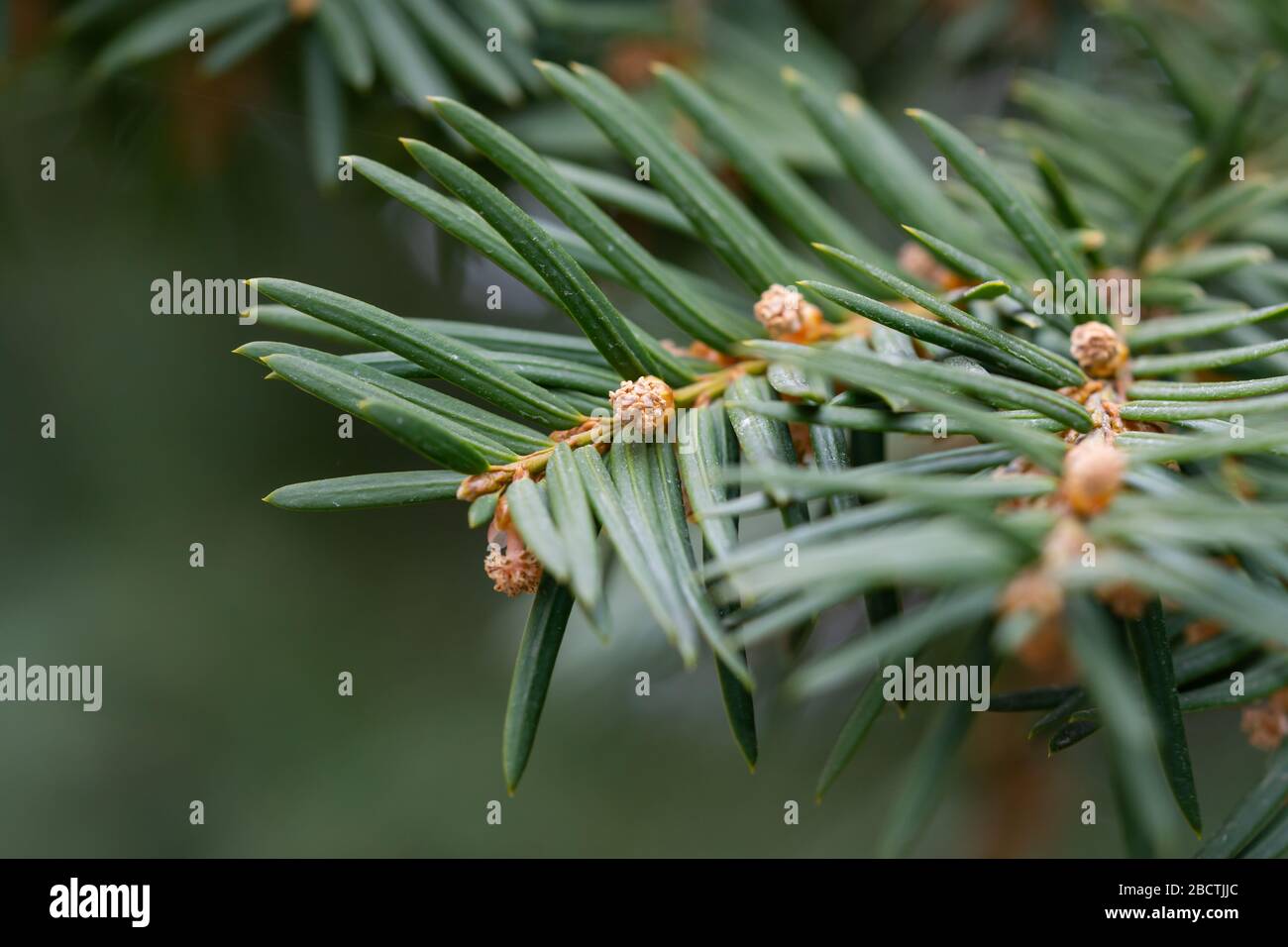 English yew cones taxus hi-res stock photography and images - Alamy