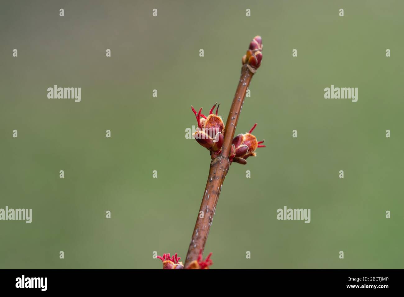 Silver maple bud hi-res stock photography and images - Alamy