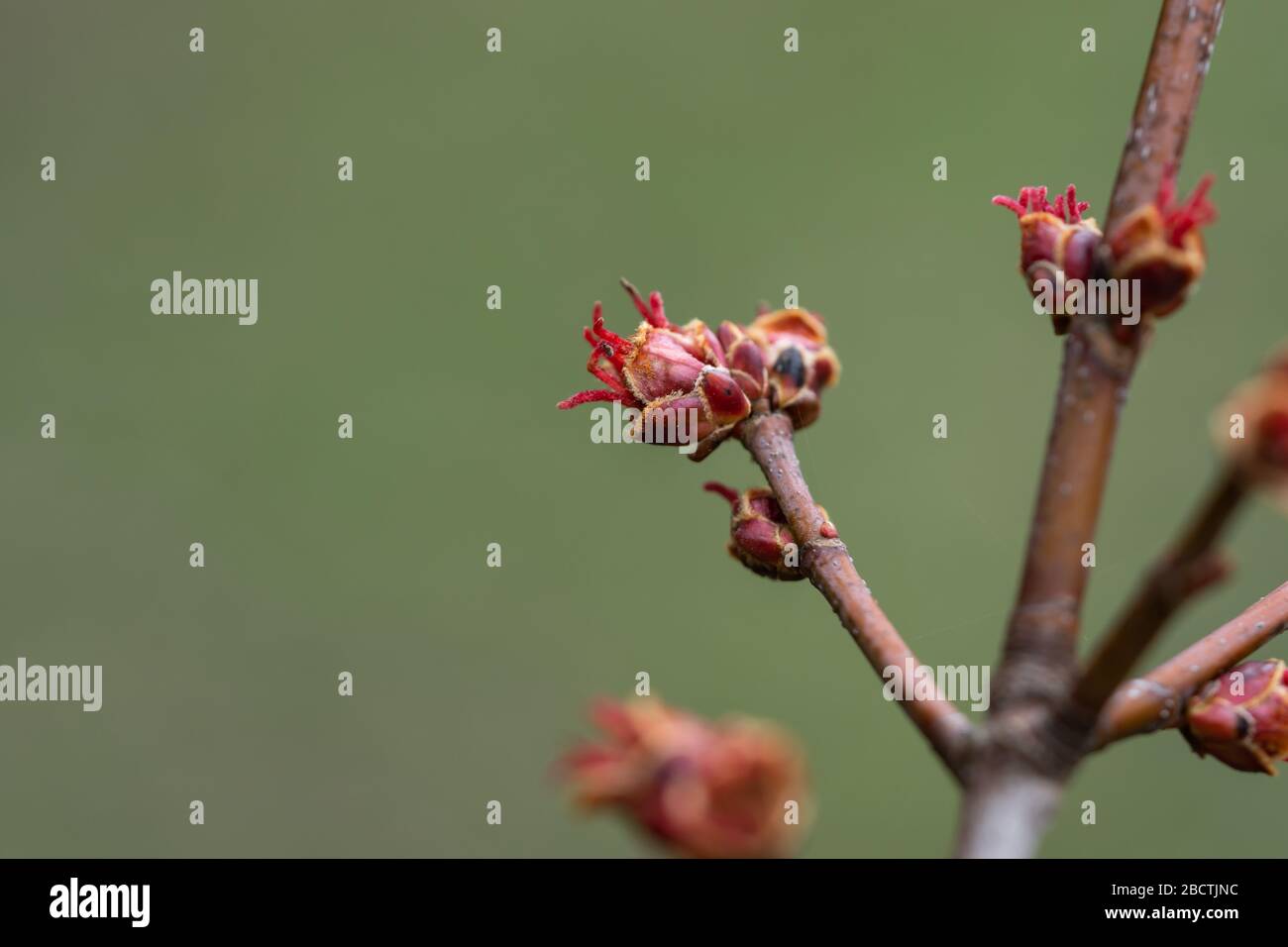 Silver Maple Flower Buds in Springtime Stock Photo - Alamy