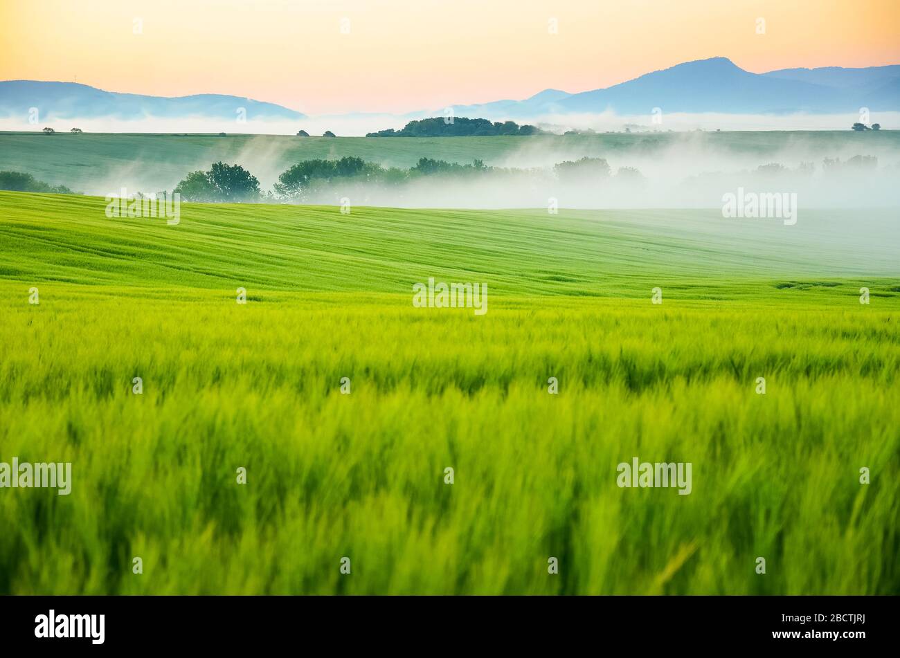 Morning scenery in nature with green wheat and wonderful sunset with ...