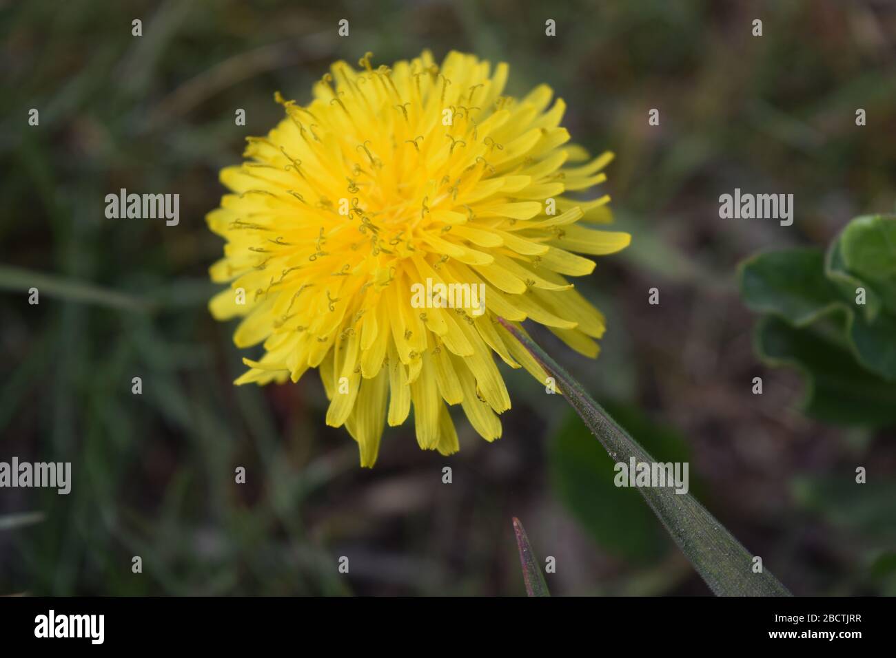 spring flowers 2020 Stock Photo - Alamy