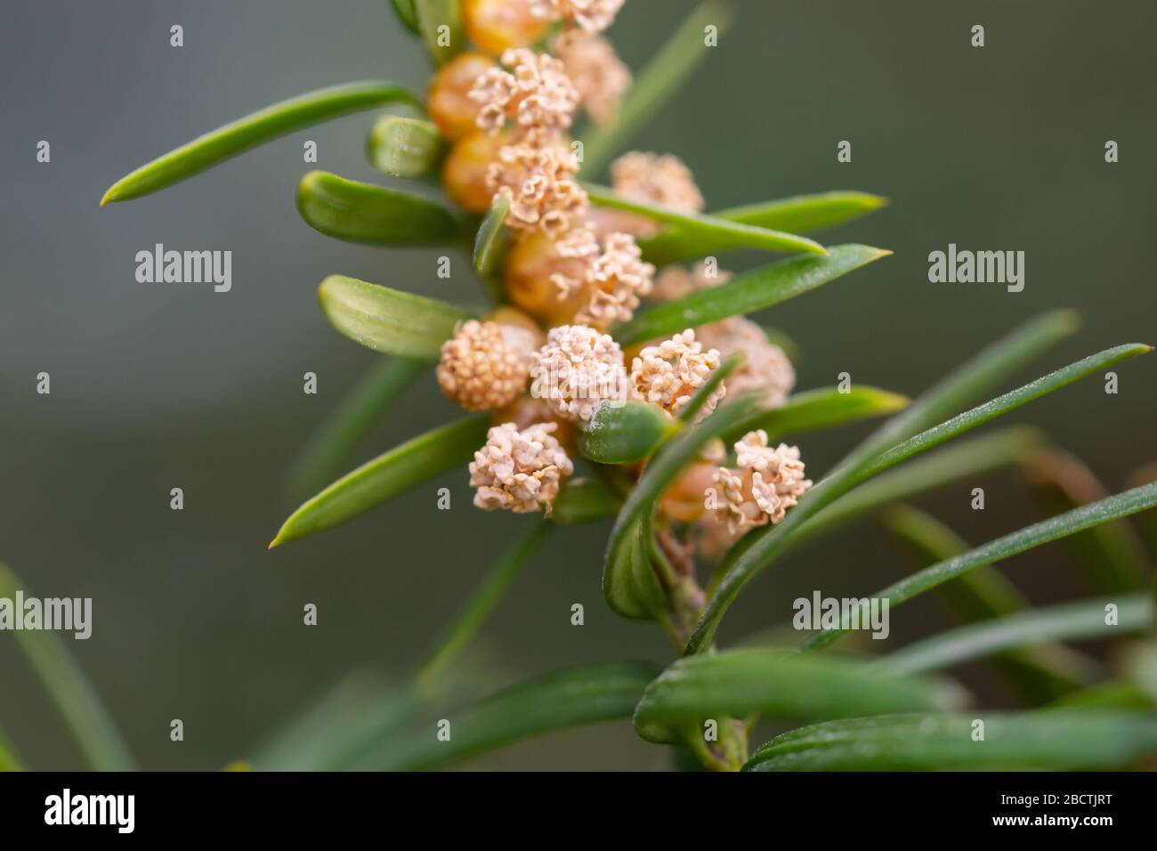 Yew Pollen Cones in Springtime Stock Photo - Alamy