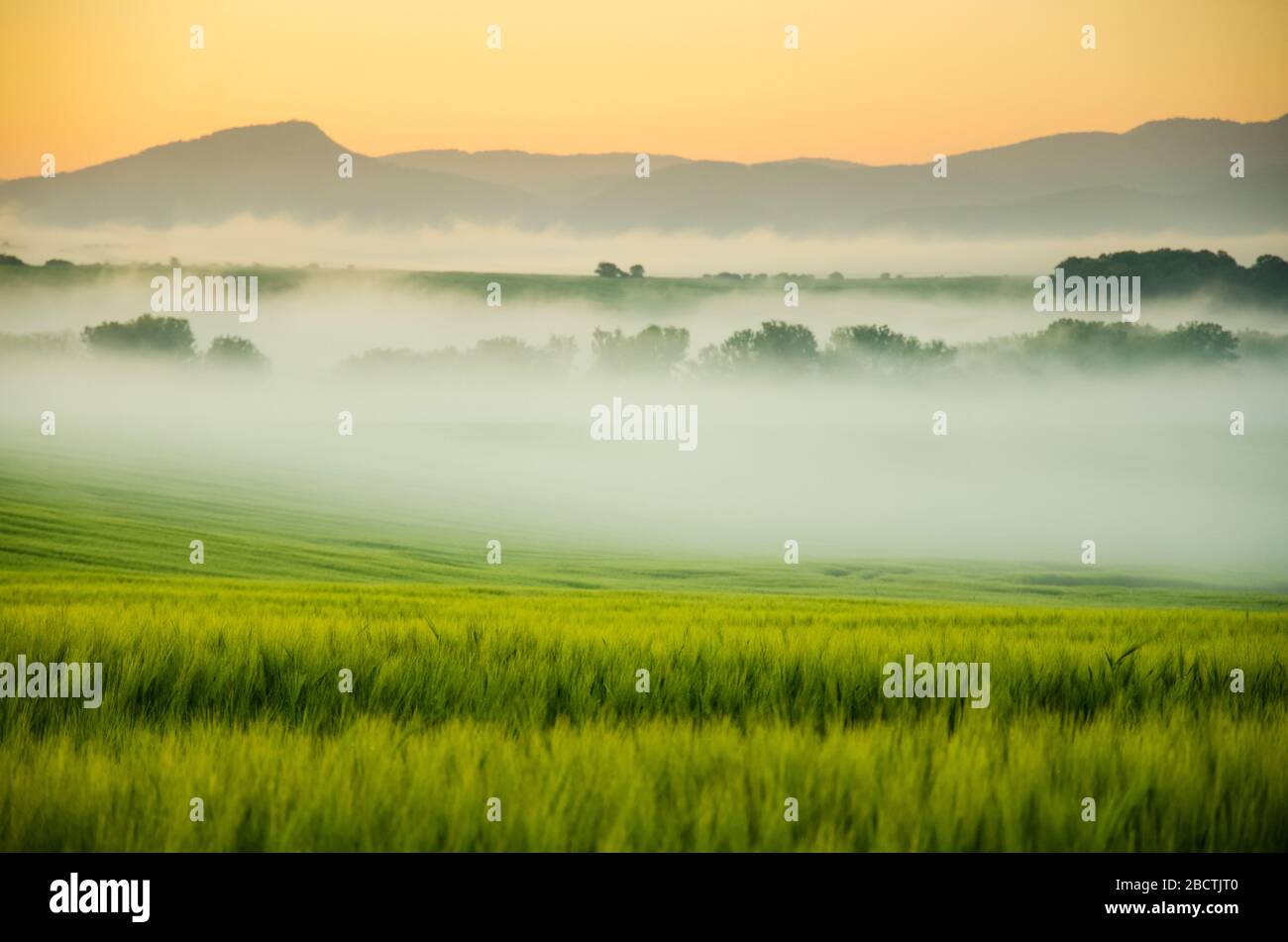 Morning scenery in nature with green wheat and wonderful sunset with ...
