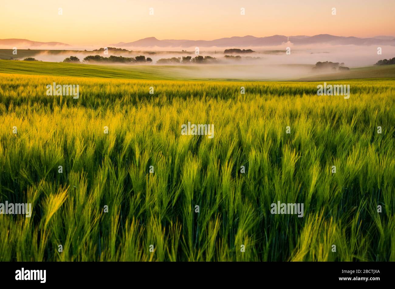 Morning scenery in nature with green wheat and wonderful sunset with ...