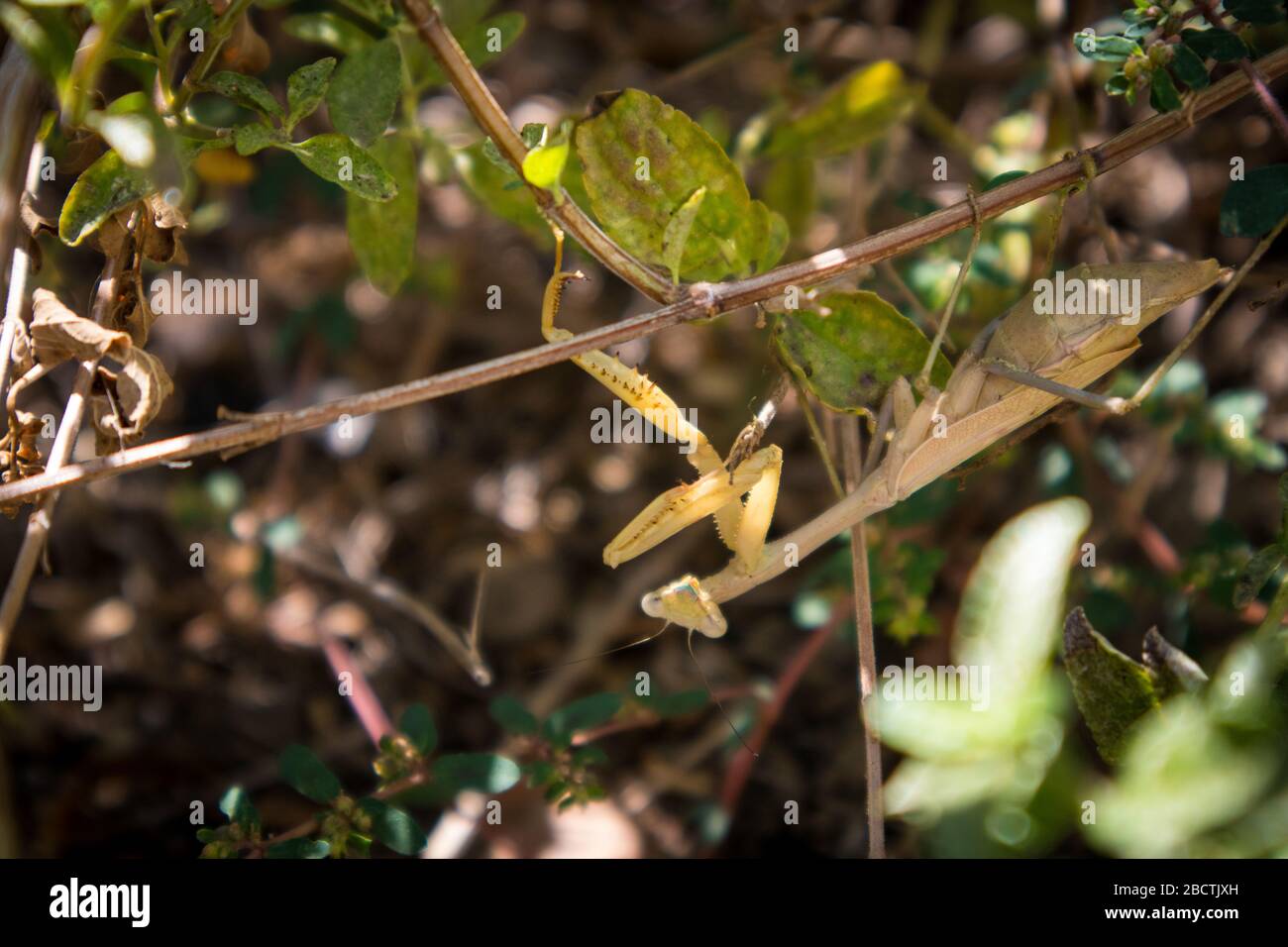 Praying Mantis in Garden Stock Photo - Alamy