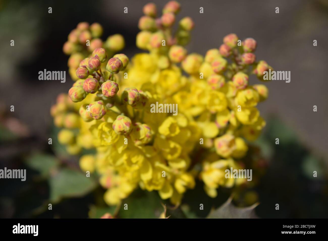 spring flowers 2020 Stock Photo - Alamy