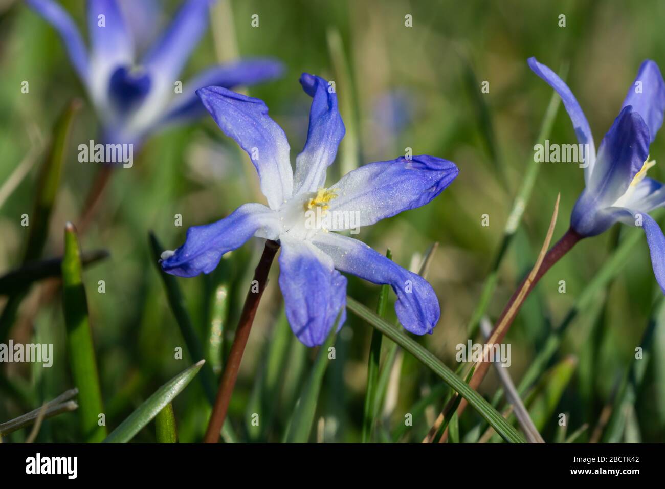 Glory of the Snow Flowers in Springtime Stock Photo - Alamy