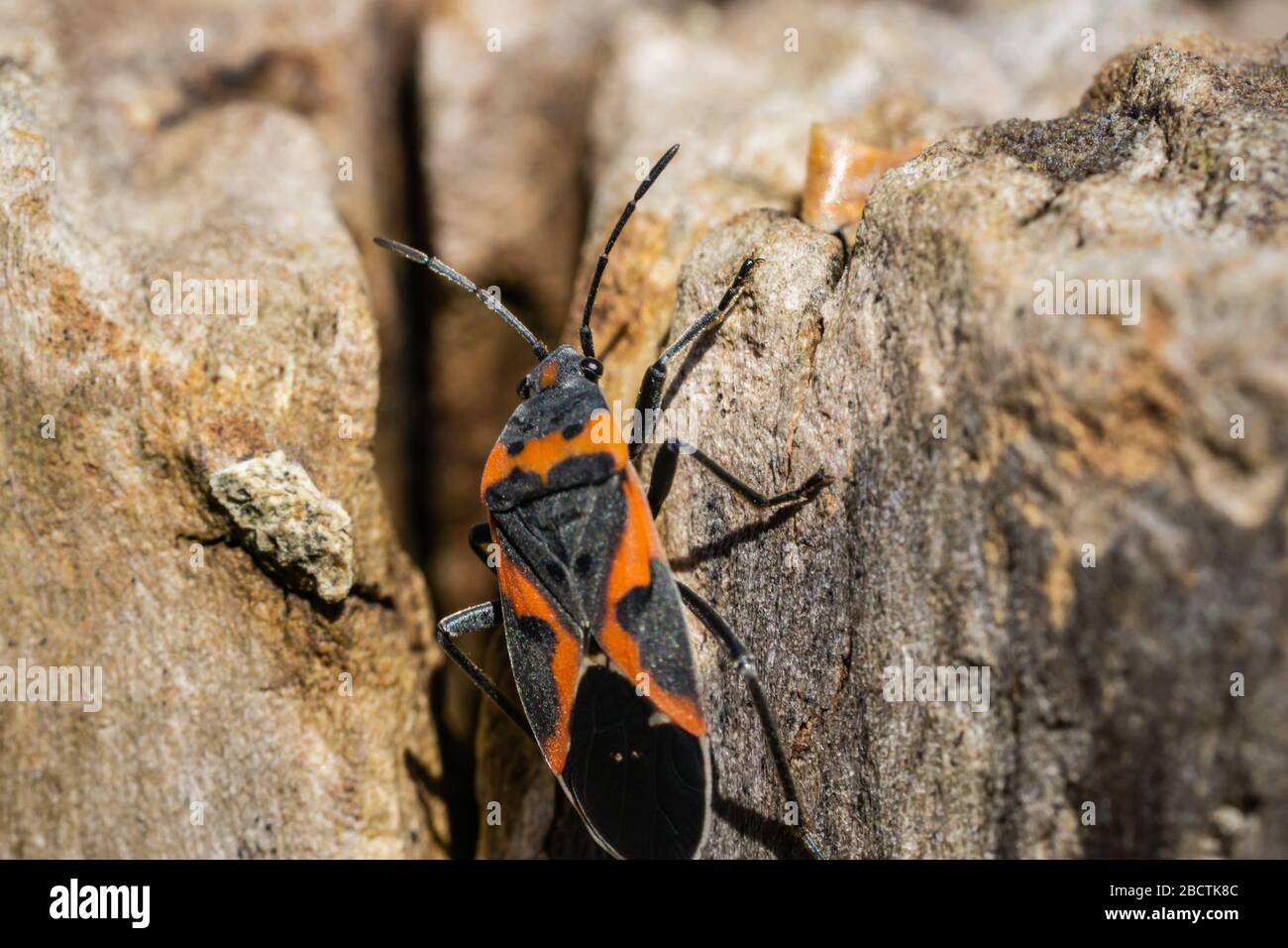 Small Milkweed Bug on Stump in Springtime Stock Photo - Alamy