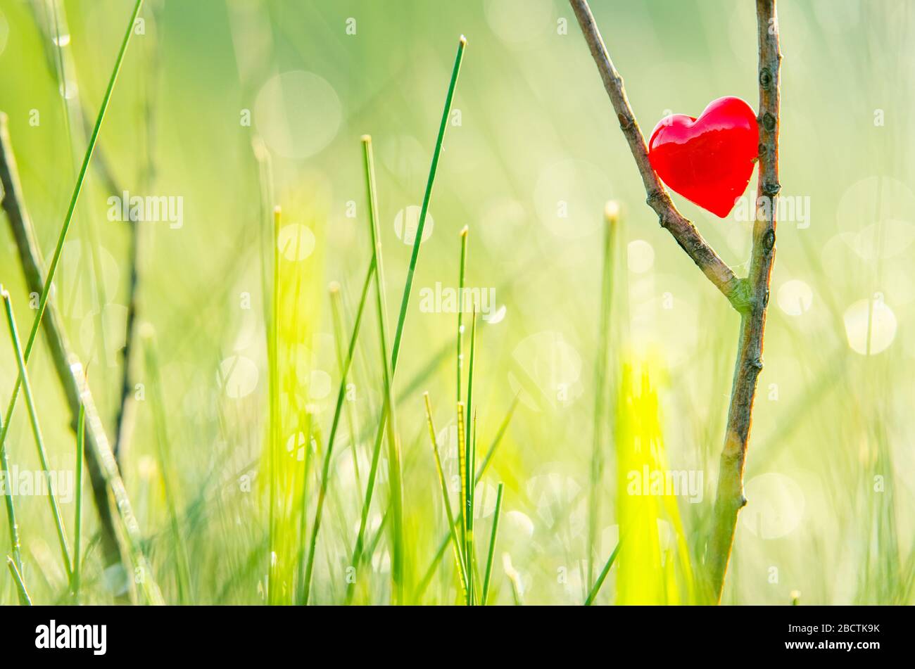 Red heart in nature with wonderful morning drops background and ...