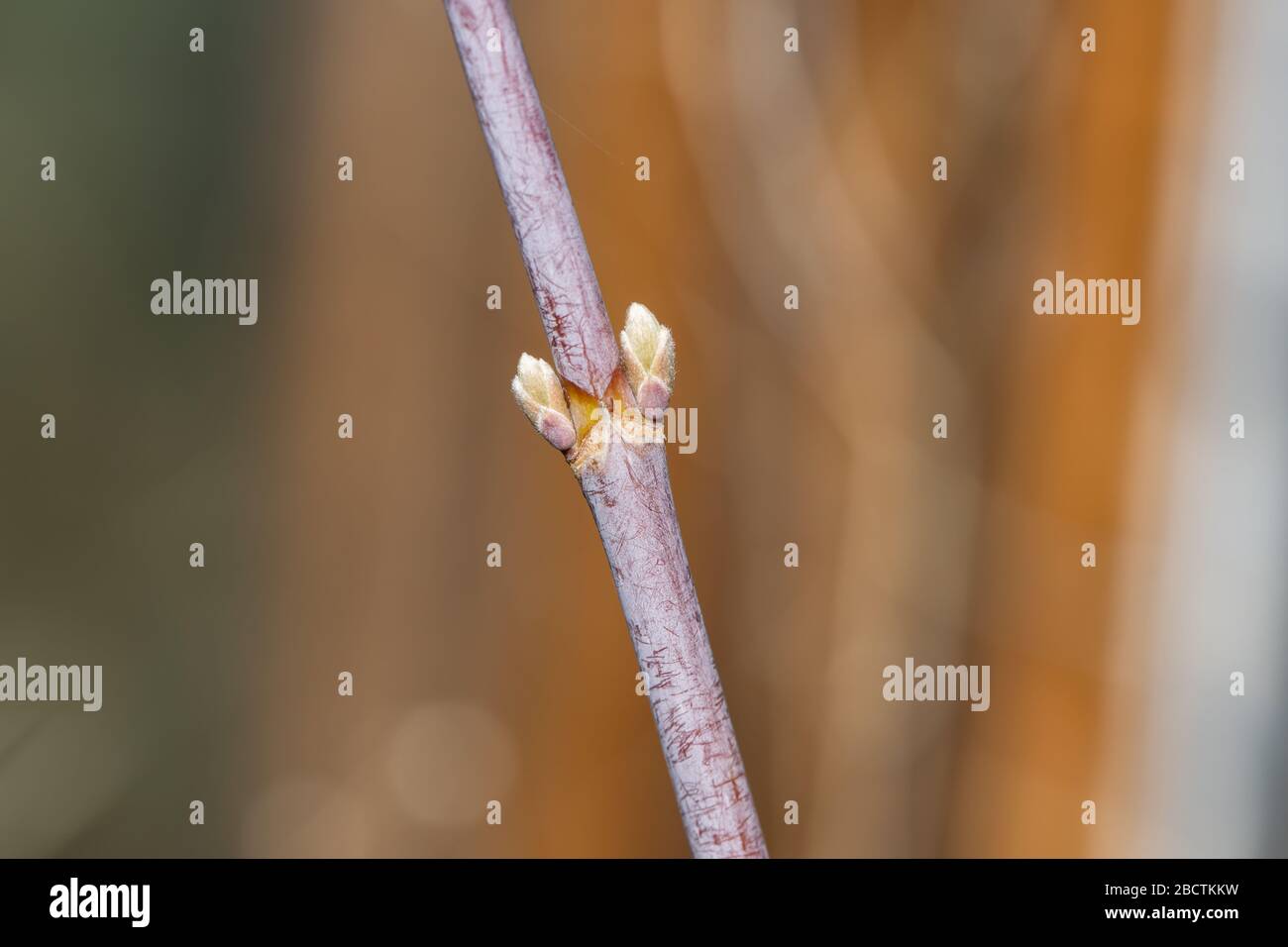 Elder tree buds hi-res stock photography and images - Alamy