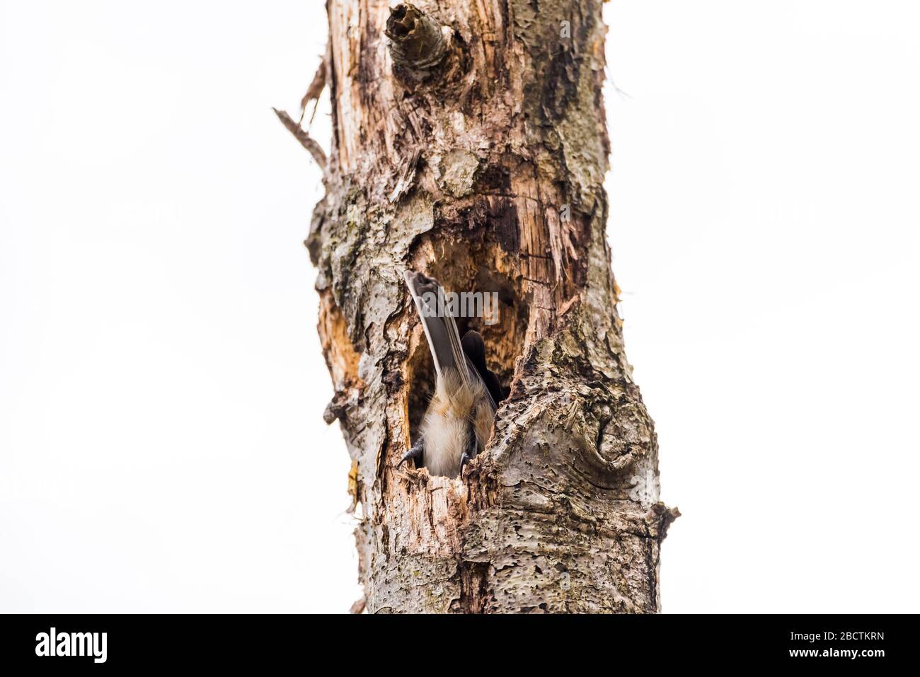 Upside down chickadee hi-res stock photography and images - Alamy