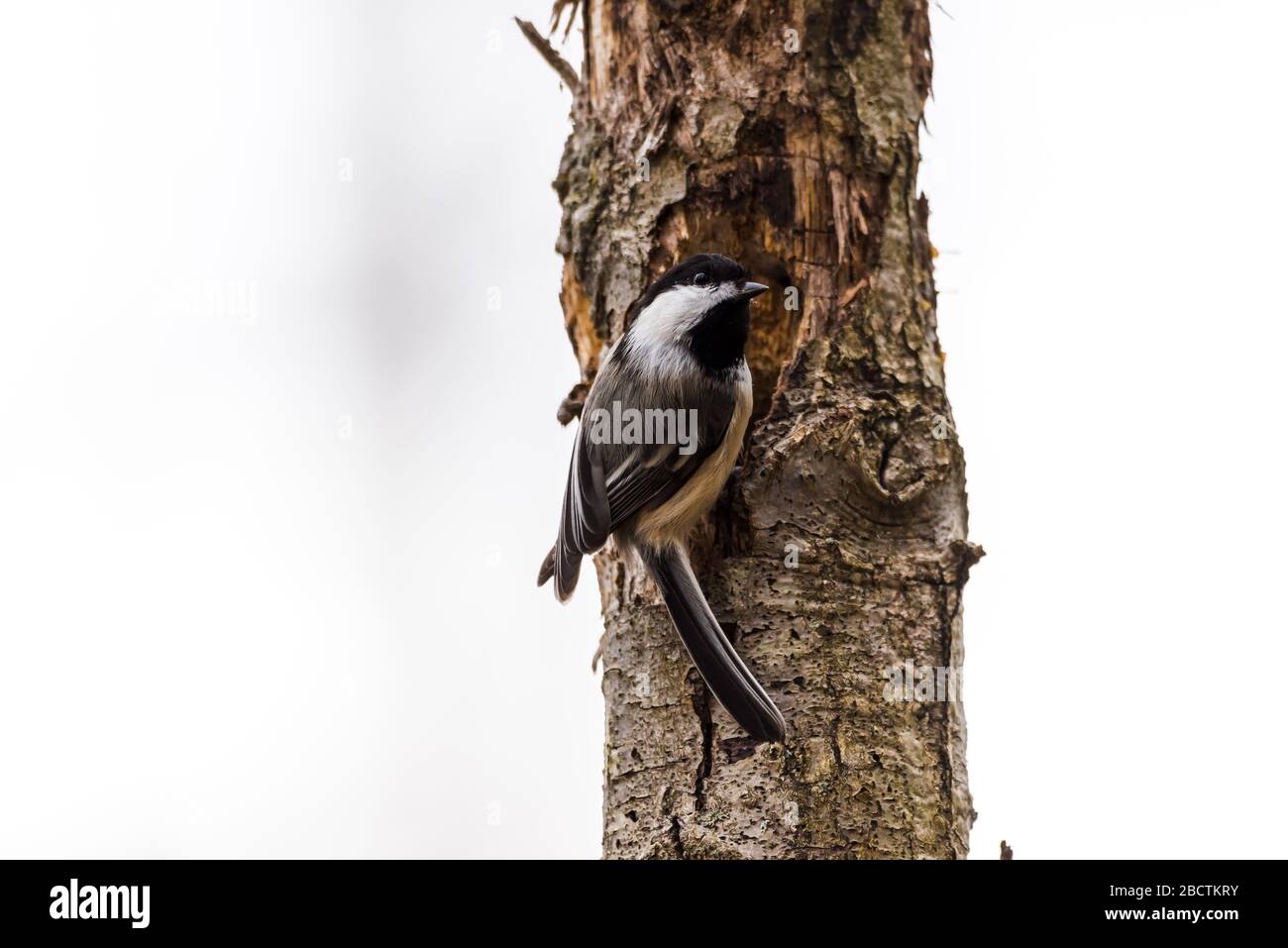 Black-capped Chickadee outside of nest hole in tree, looking around ...