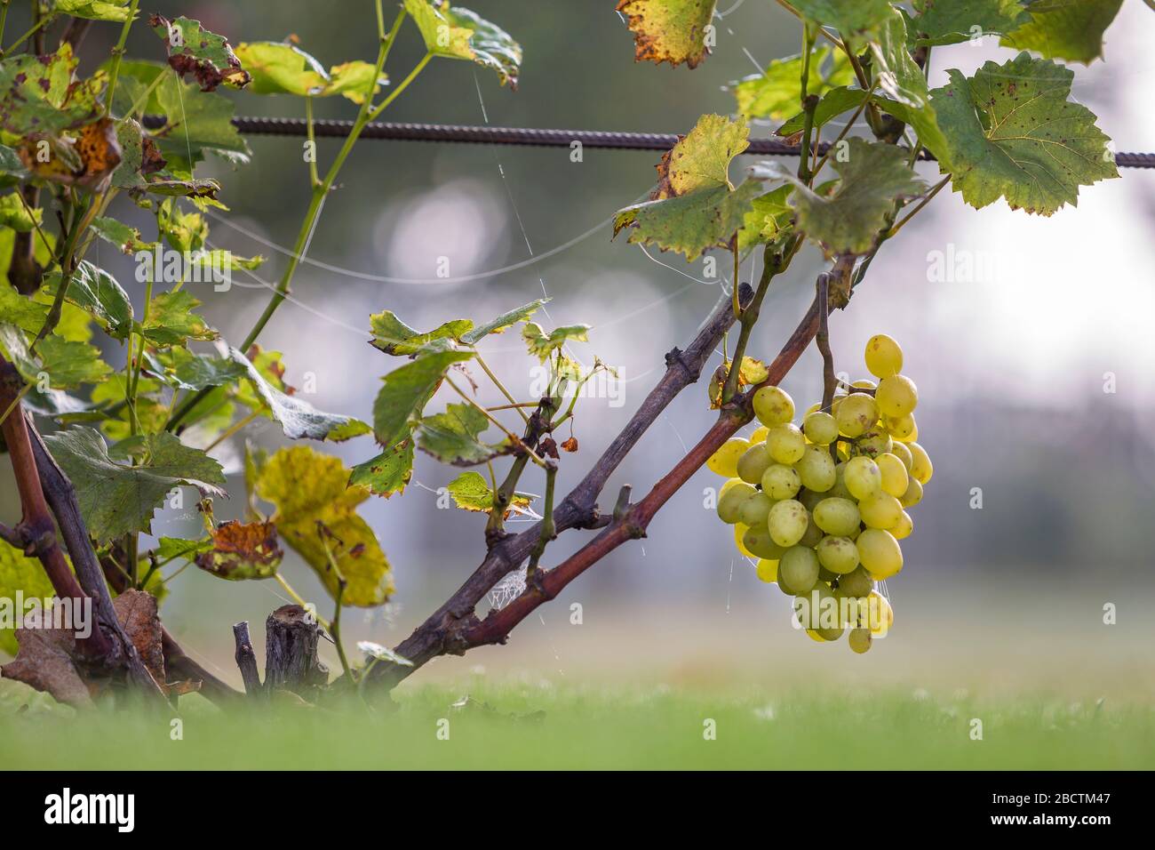 Tied up grapevine hi-res stock photography and images - Alamy