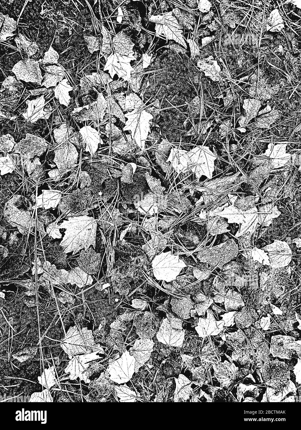 Distress texture with pine, spruce, needles, leaflets and dry grass on ...