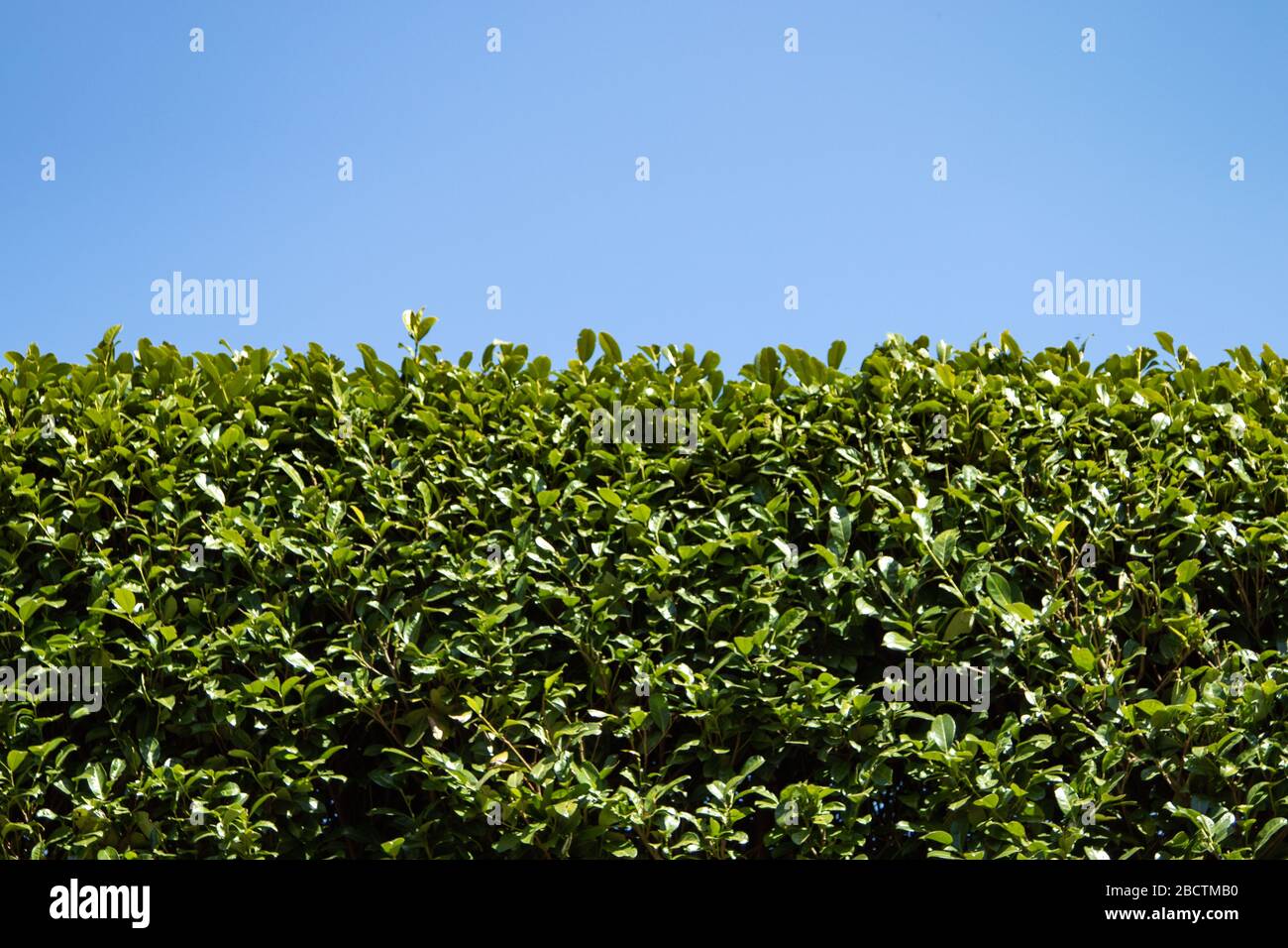 Laurel hedge hi-res stock photography and images - Alamy