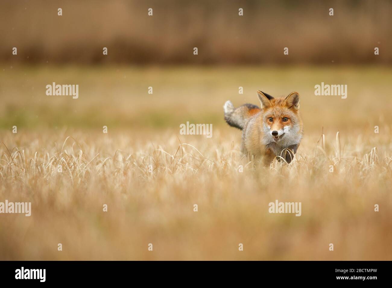 Fox standing in yellow field. Red fox on the right. Copy space Stock ...