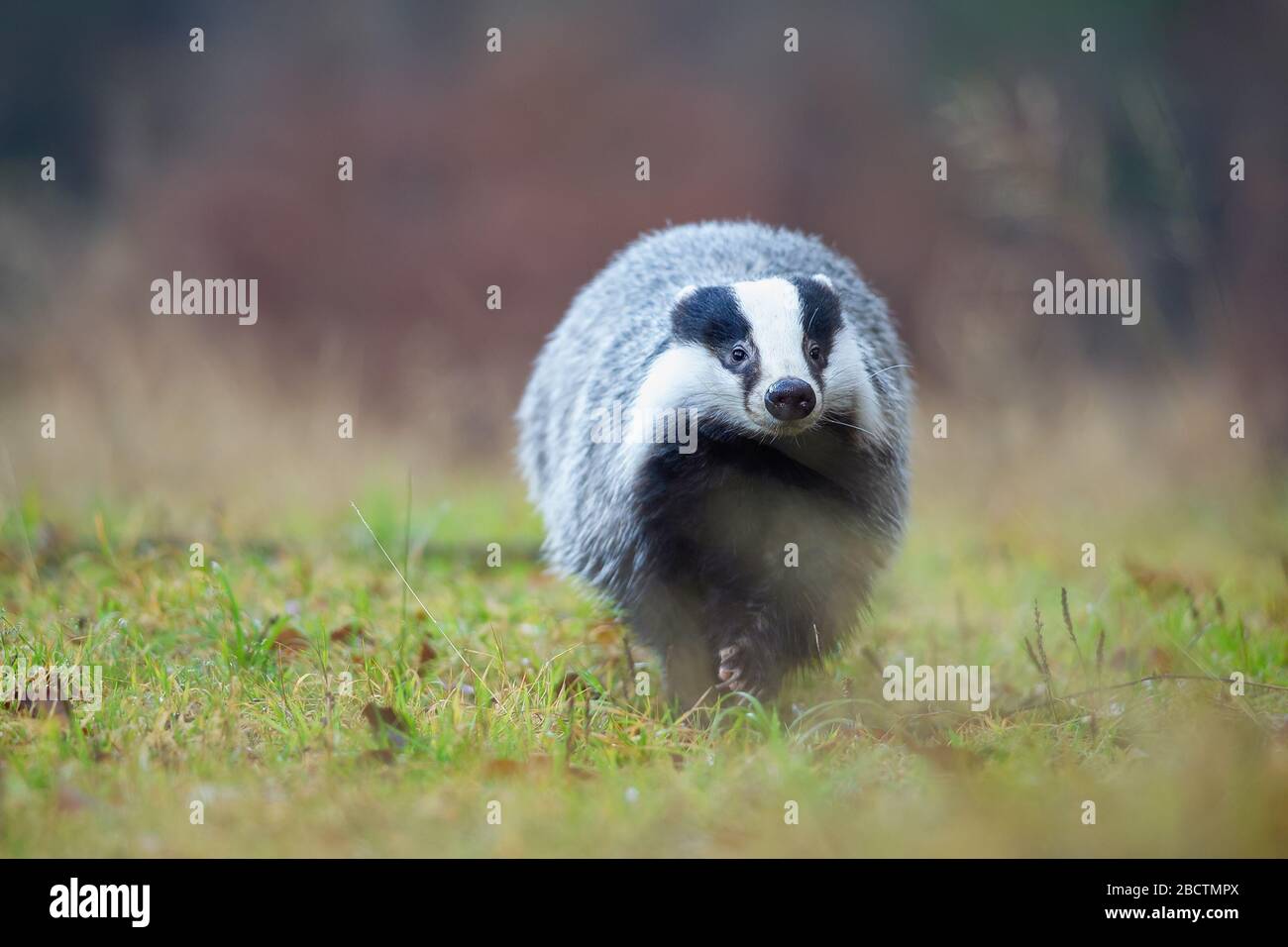 European badger from closeup front view. Runing badger. Meles meles ...