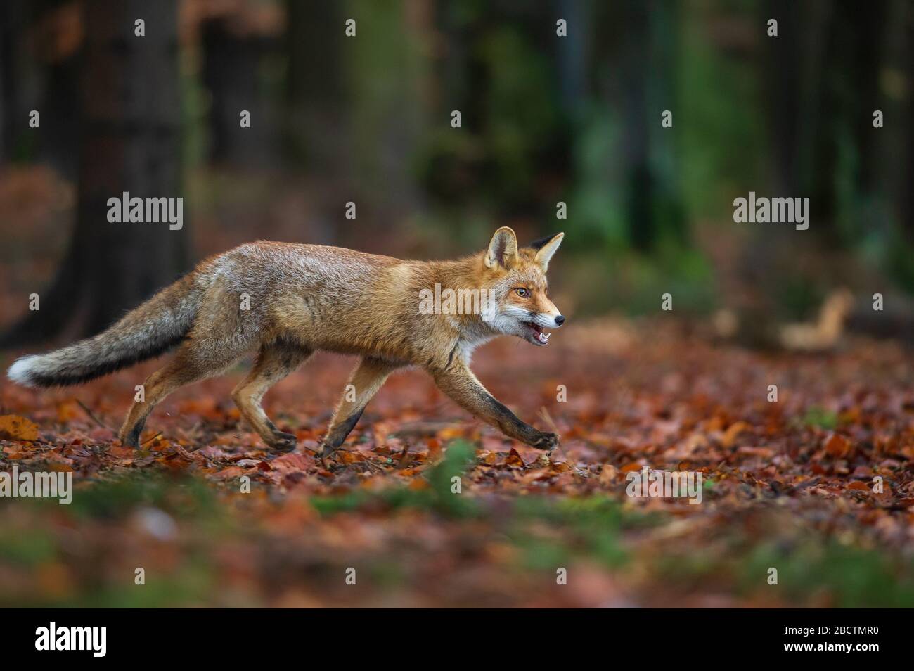 Red fox from side view in the deep forest. Walking fox on autumn wit ...