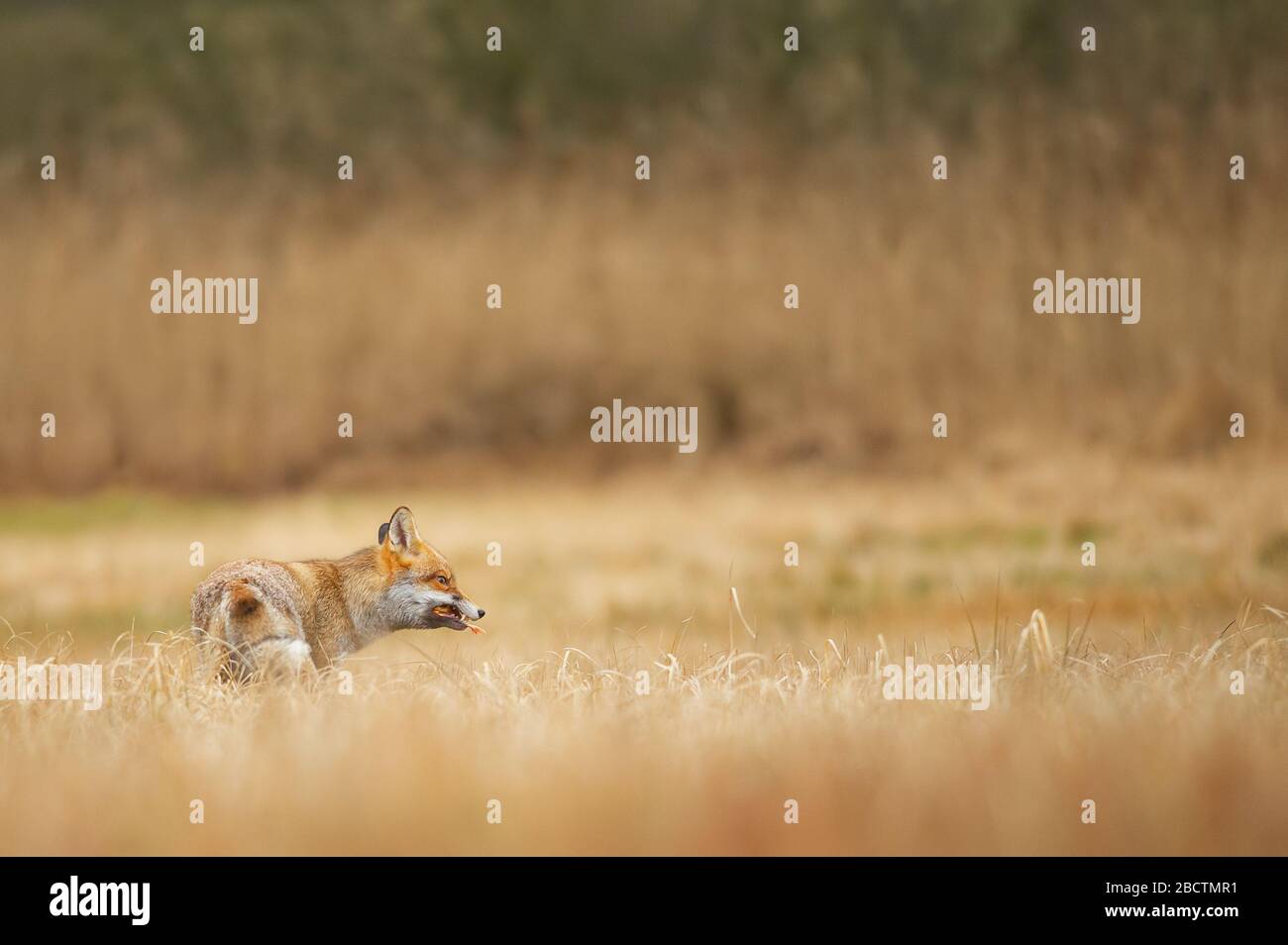 Red fox with angry face is eating small bird. Wild fox feeding itself ...