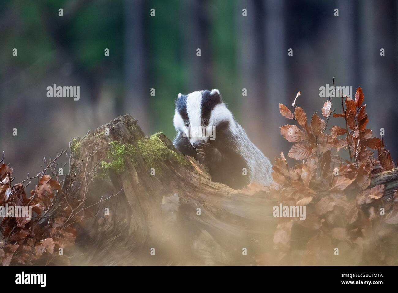 European badger with his paw in the forest. Meles meles Stock Photo - Alamy