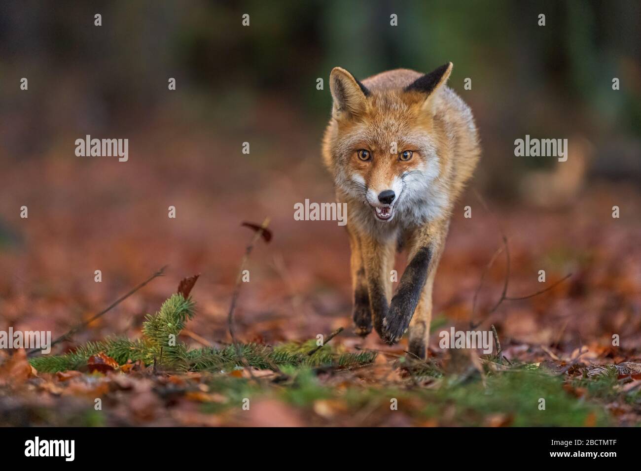 Red fox from front closeup view. Beast of prey in the forest. Autumn ...