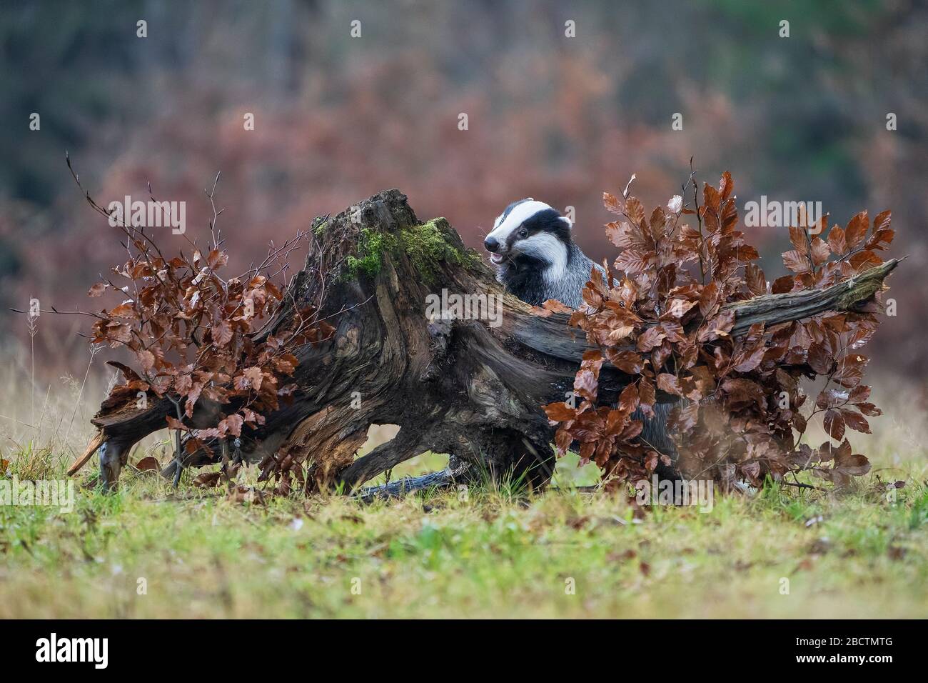 Eurasian Badger Tree High Resolution Stock Photography and Images - Alamy