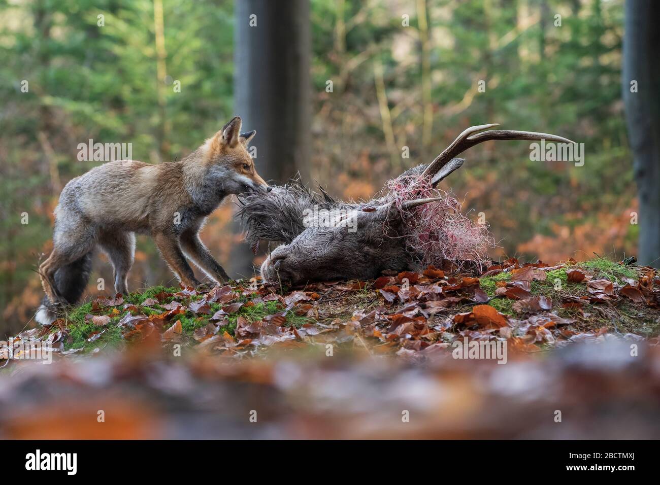 Red fox tearing a ded deer in the autumn forest. Vulpes vulpes Stock ...