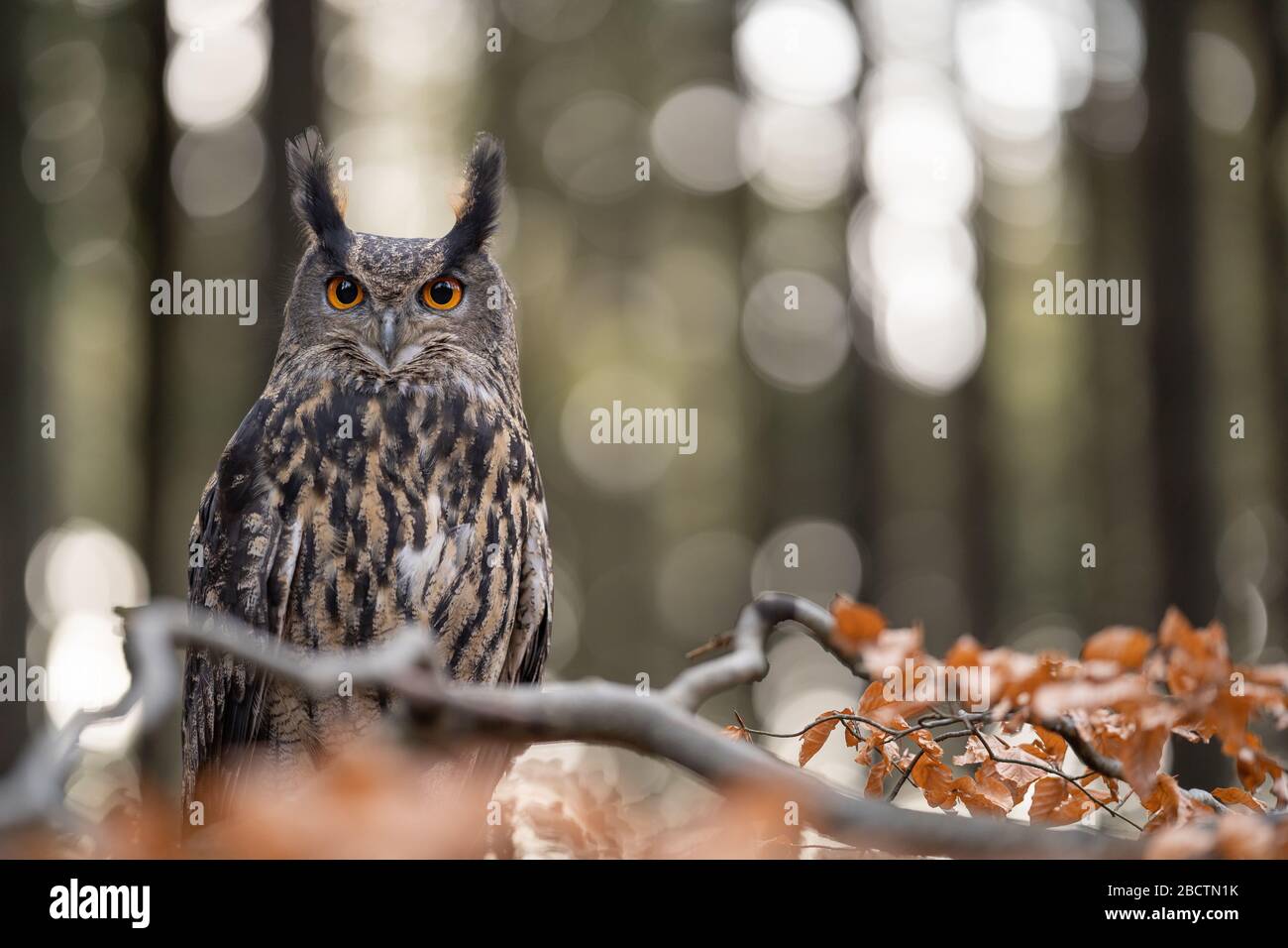 Eurasian eagle-owl on the tree branch with trees and blurred lights in ...