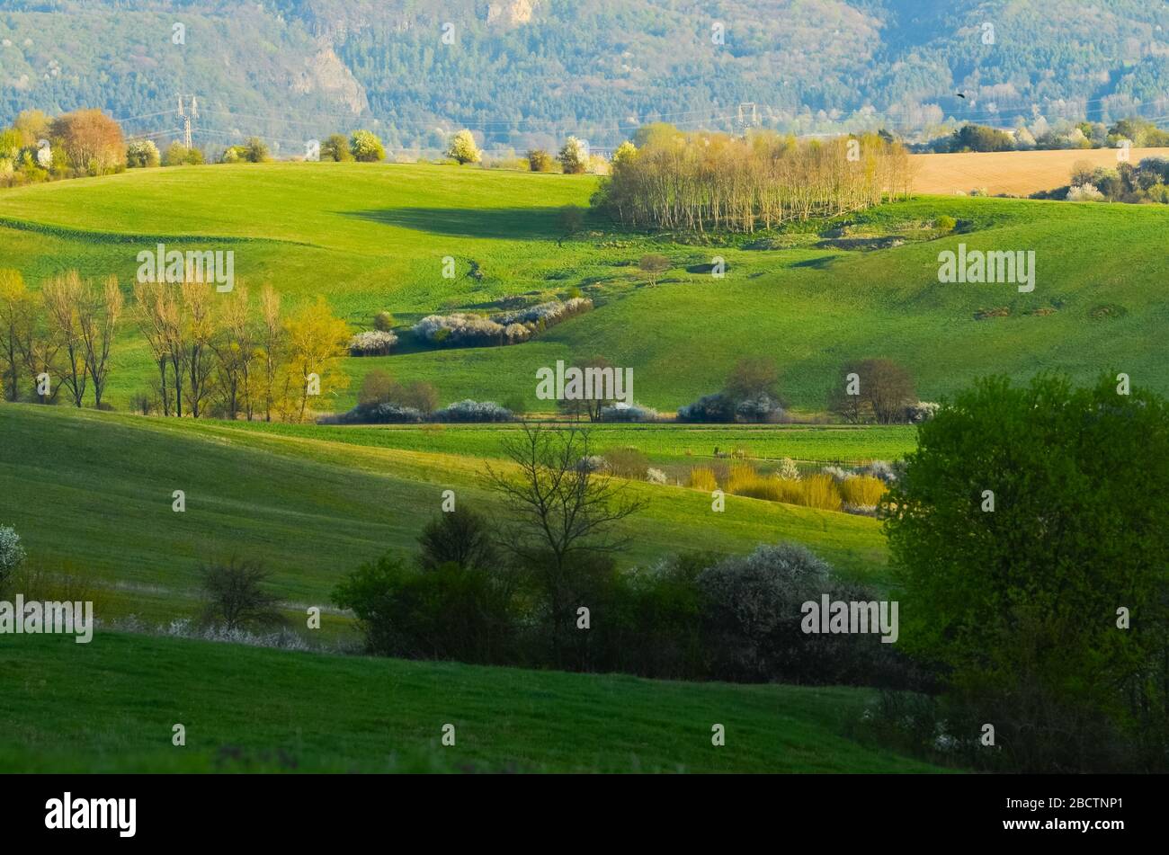 Blossom spring green landscape, beautiful nature, green and blue colors ...
