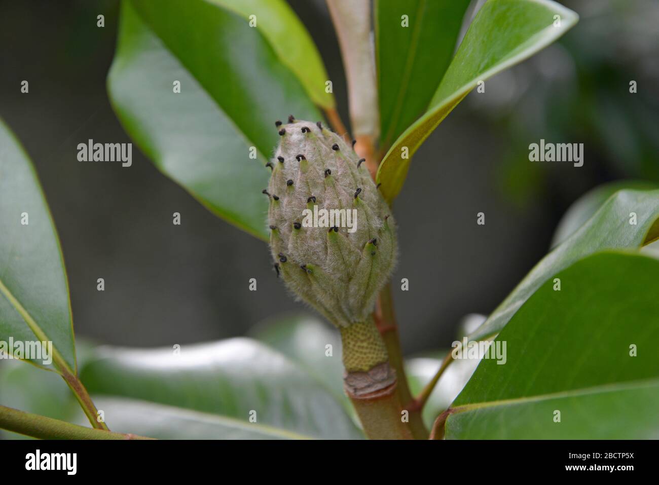 Magnolia Seed Pod High Resolution Stock Photography and Images - Alamy