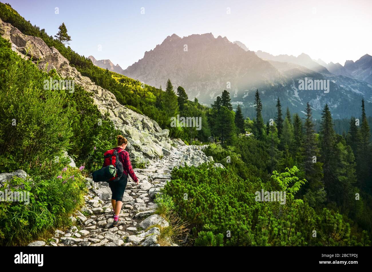 Female hiker in green summer mountains Stock Photo - Alamy