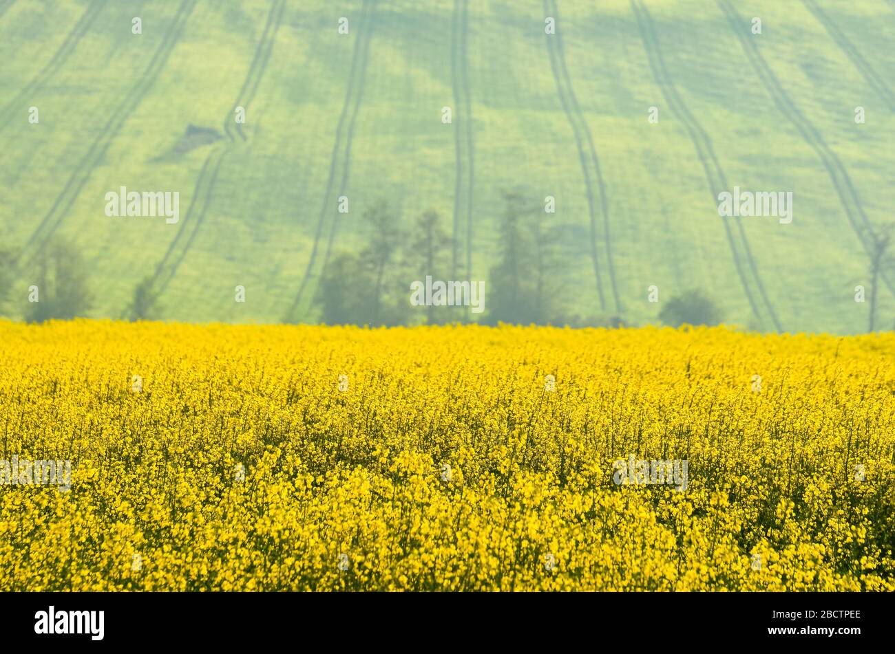 Yellow and green spring wallpaper. Colza field and green grass ...
