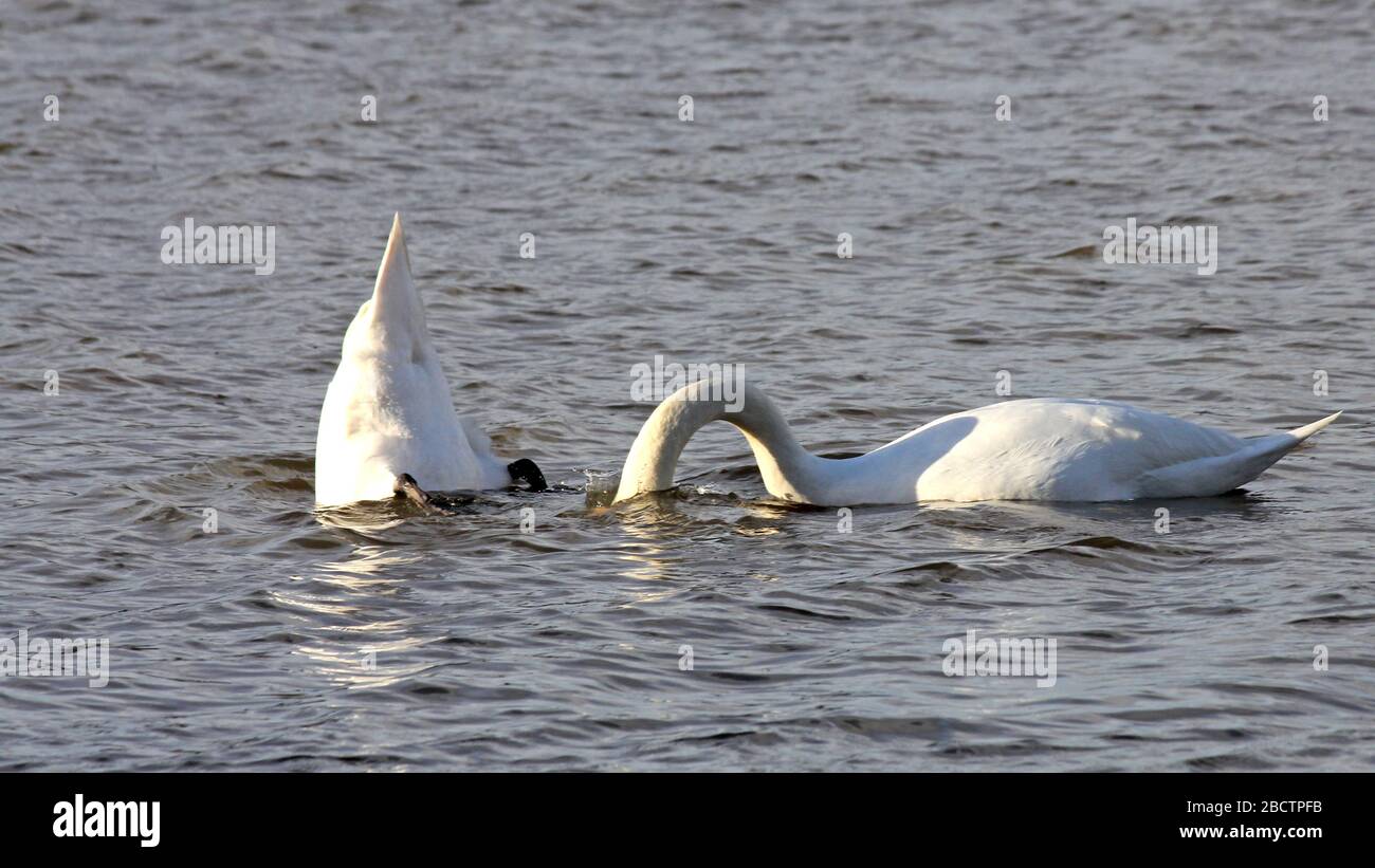 Upending swans hi-res stock photography and images - Alamy