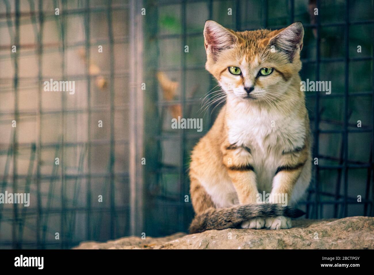 The sand cat (Felis margarita), also known as the sand dune cat sitting ...