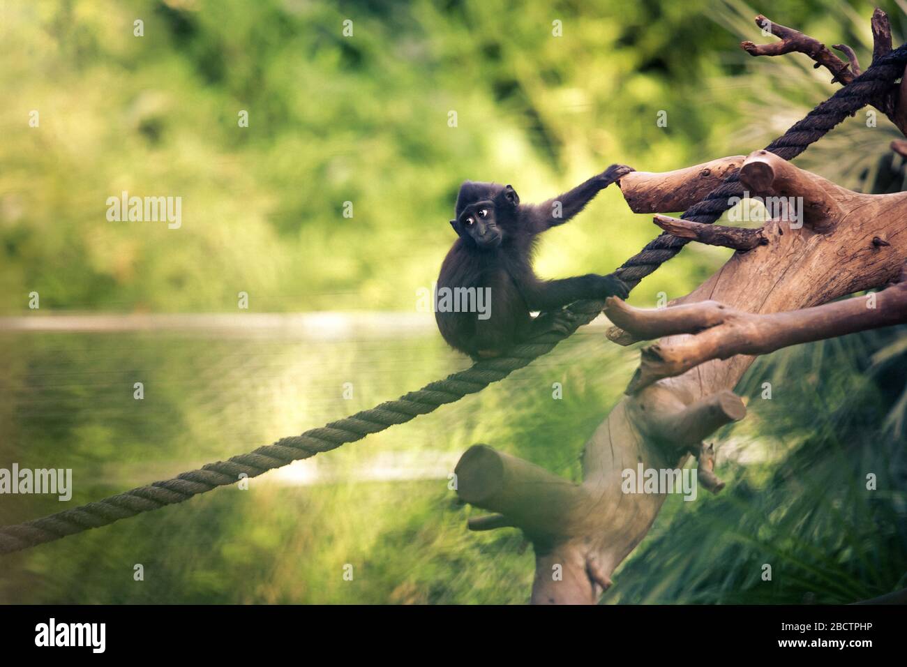 Little monkey with big monkey hi-res stock photography and images - Alamy