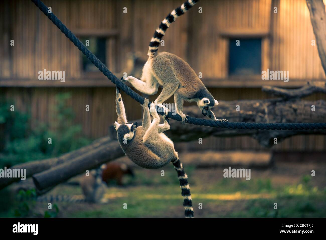 Two ring-tailed lemurs playing and climbing on the rope in a zoo Stock ...