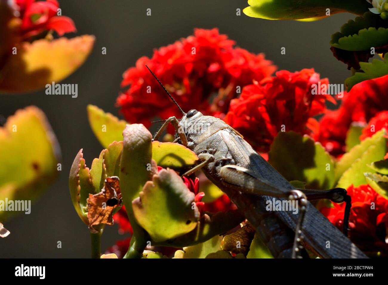 Seamless background cricket insect hi-res stock photography and images ...