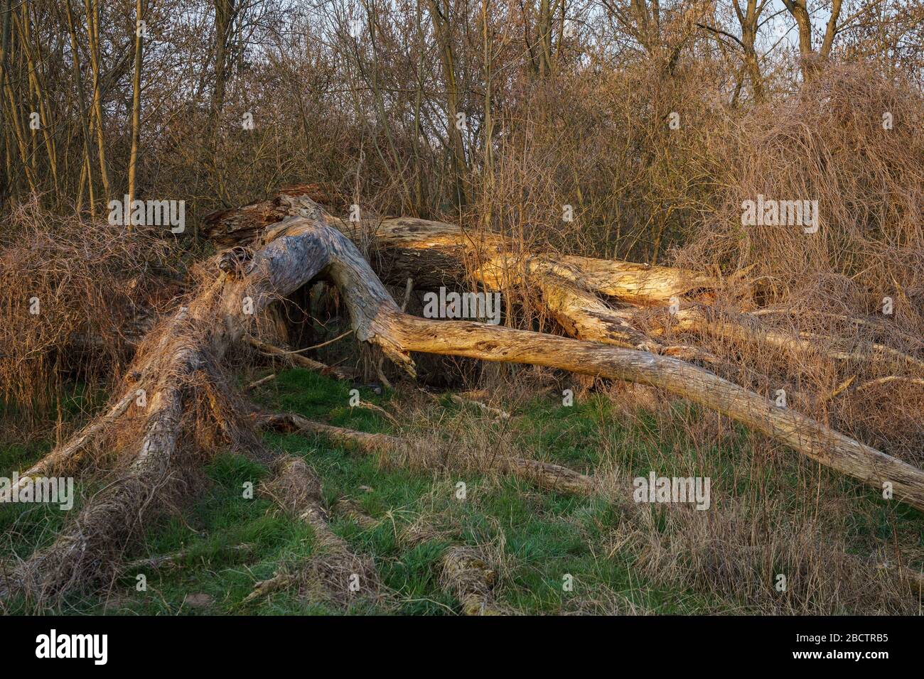 Old fallen trees in the forest Stock Photo - Alamy