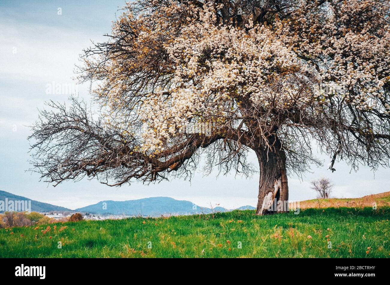 Spring tree with beautiful blue blossom trees Stock Photo - Alamy