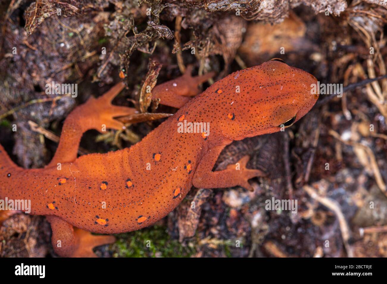 Small newt hi-res stock photography and images - Alamy