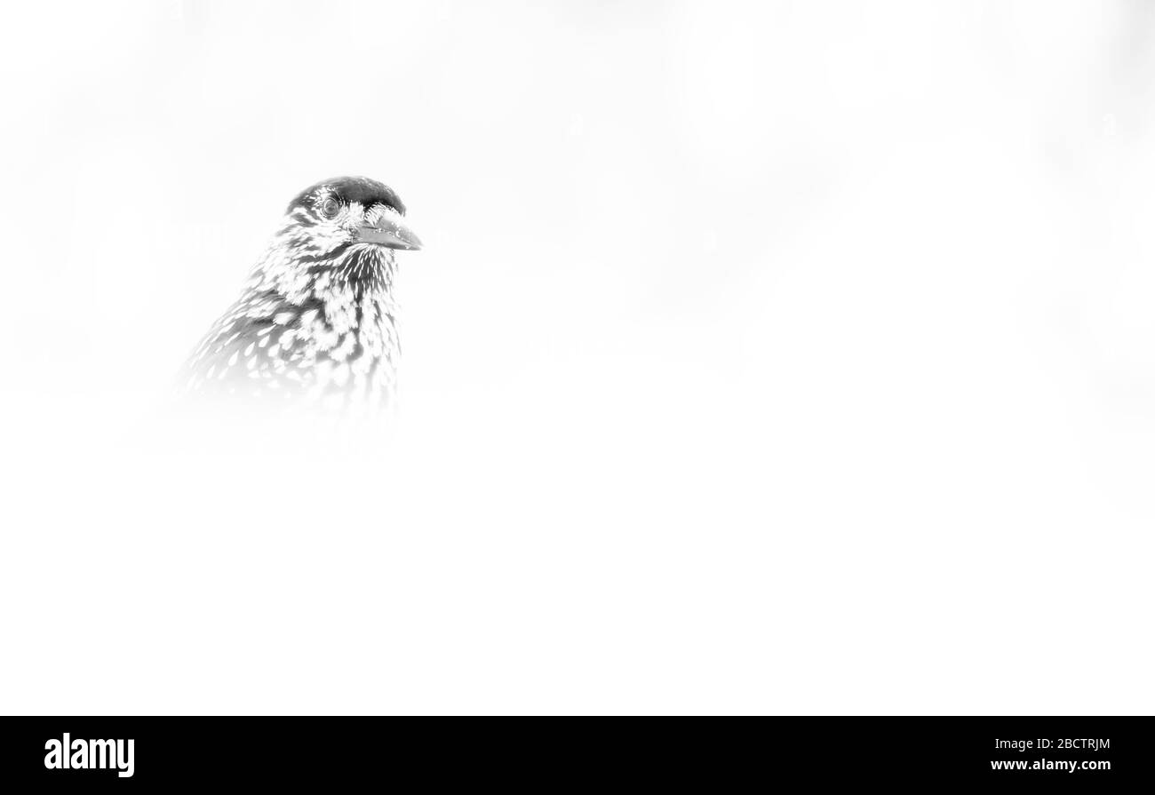 Spotted nutcracker nucifraga caryocatactes Black and White Stock Photos ... Spotted nutcracker nucifraga caryocatactes Black and White Stock Photos ...