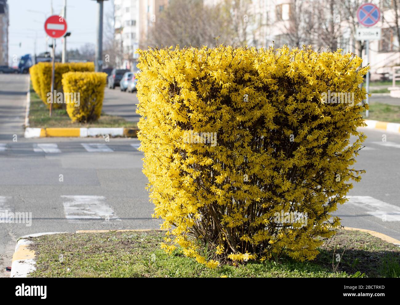 Carefully manicured bush of forsythia on the city street Stock Photo ...