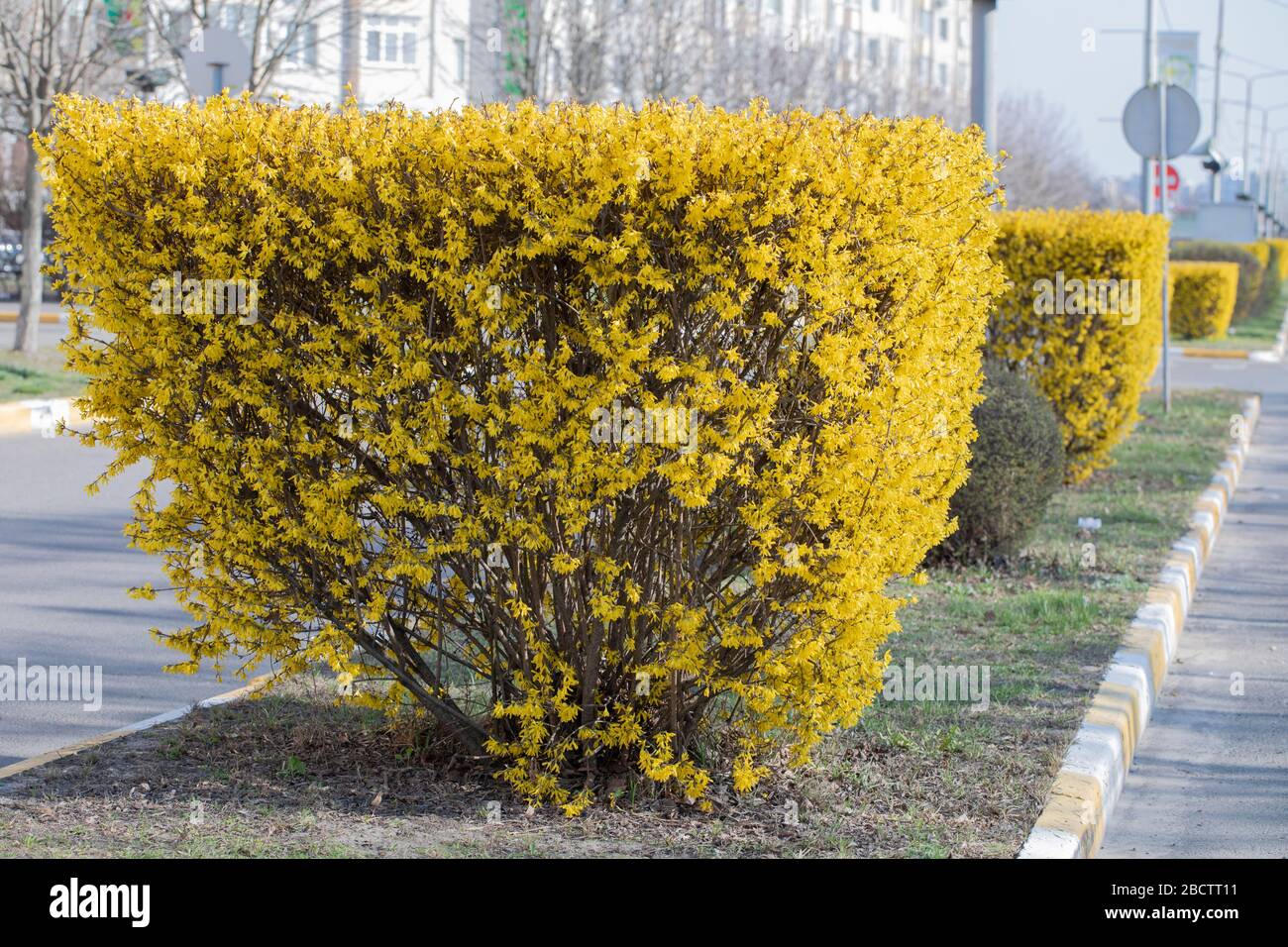 Carefully manicured bush of forsythia on the city street Stock Photo ...