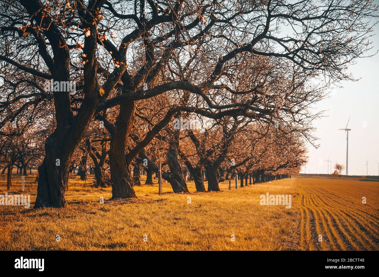 Autumn alley. Trees in symmetric garden. Orange nature Stock Photo - Alamy