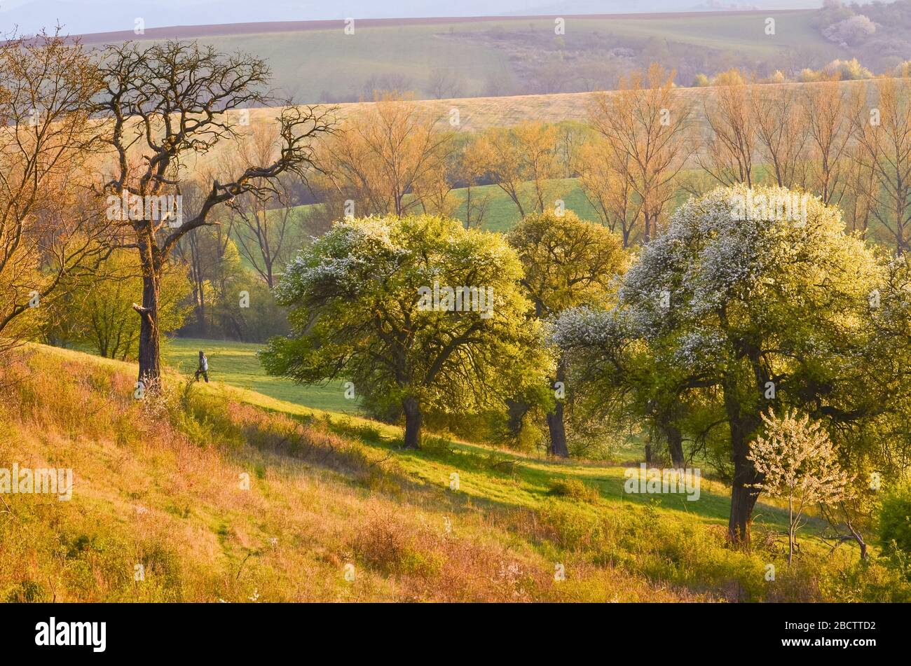 Spring tree with beautiful blue blossom trees Stock Photo - Alamy
