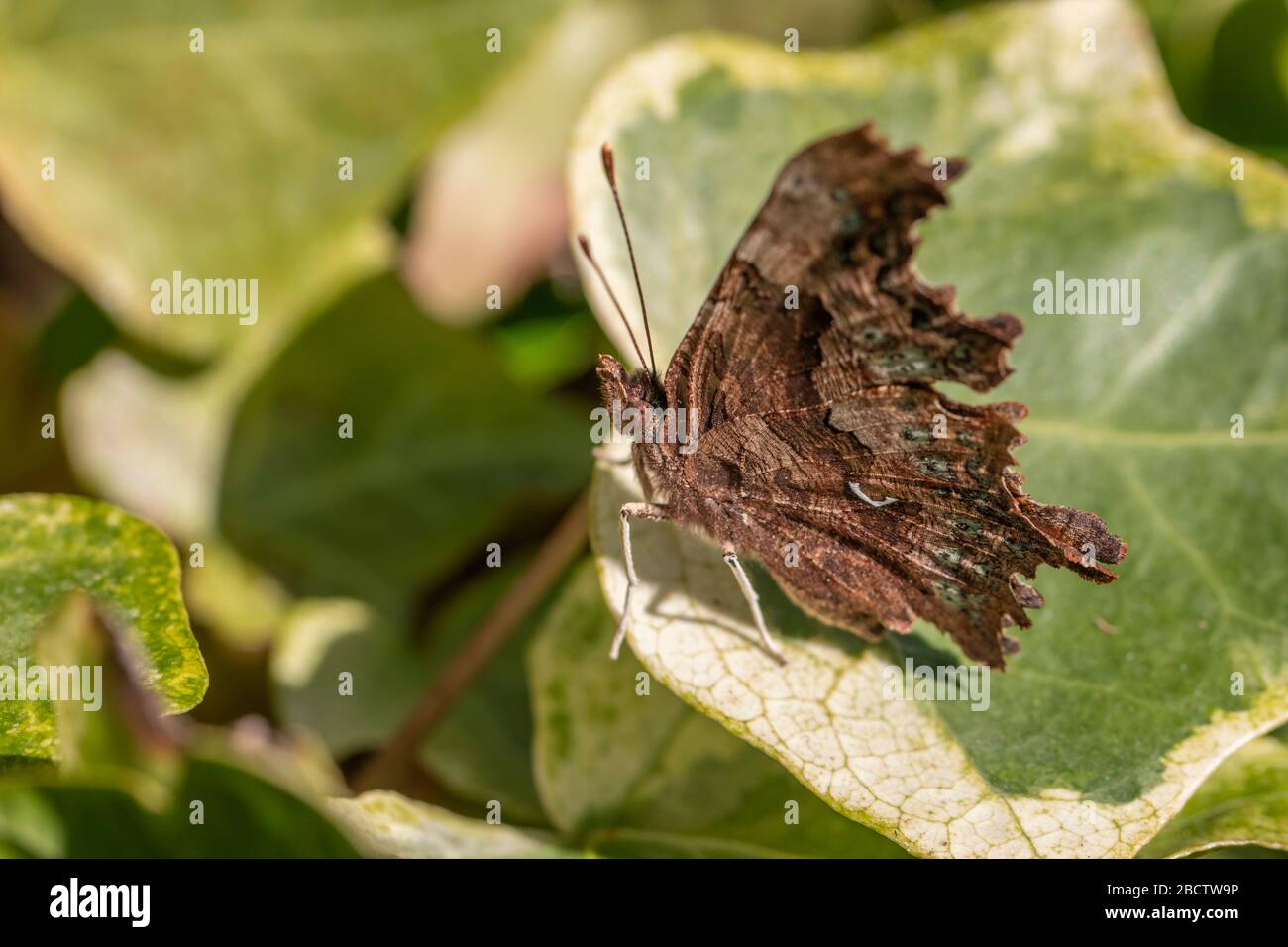 Comma butterfly (Polygonia c-album), an orange-brown butterfly with ...