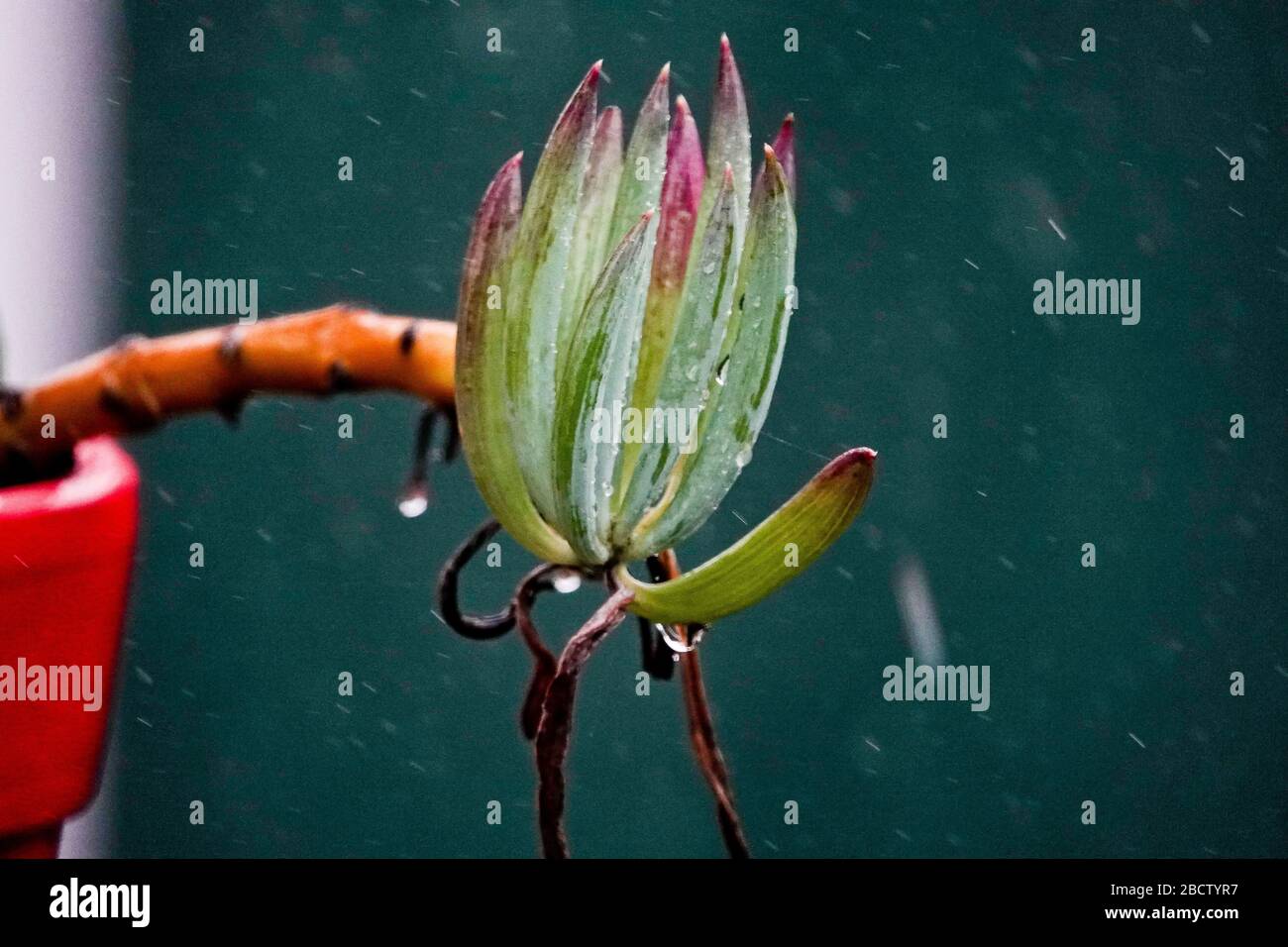 Water and leaves monterey hi-res stock photography and images - Alamy