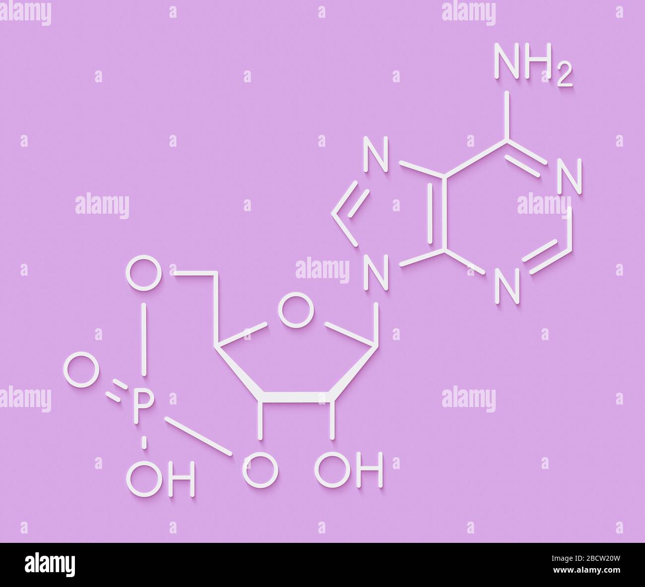 Cyclic adenosine monophosphate (cAMP) second messenger molecule. Plays ...