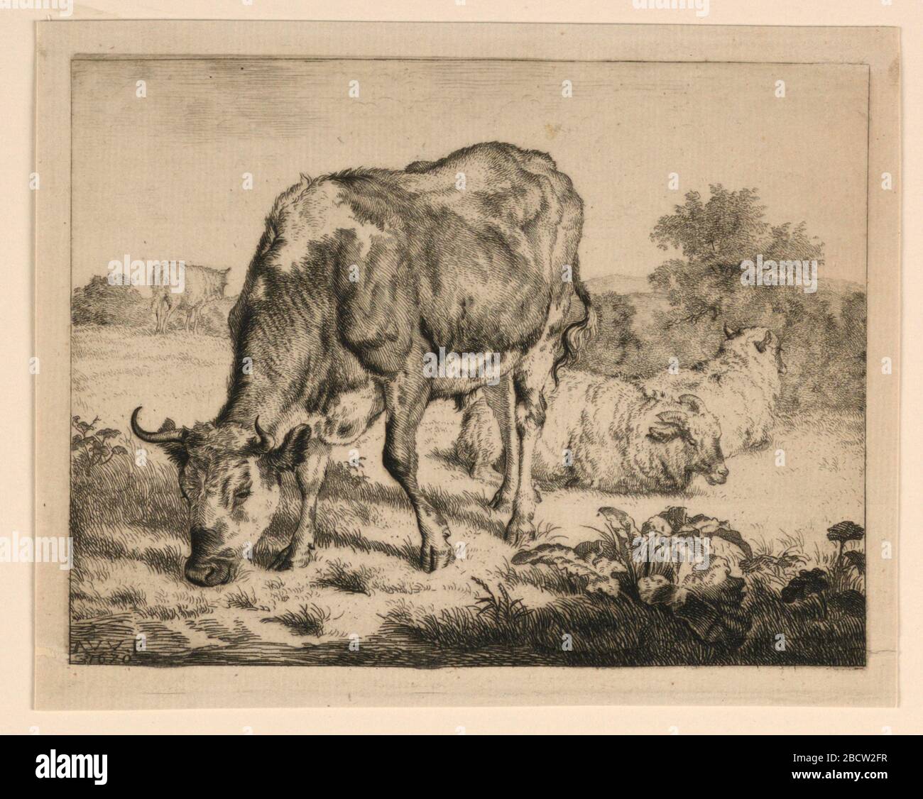 Ox sheep hi-res stock photography and images - Alamy